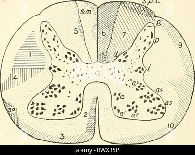 Illustration of human brain nerve tracts (neural pathways), based on ...