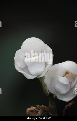 The rare and endangered Peristeria Dove orchid, Holy Spirit Orchid ...