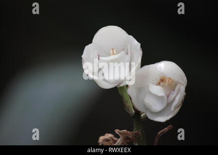 The rare and endangered Peristeria Dove orchid, Holy Spirit Orchid ...