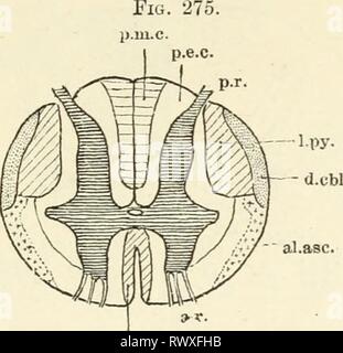 . Elements of human physiology. Physiology. THE SPINAL CORD 595 4 ...