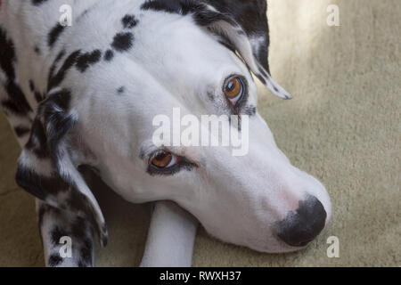 Close up of the face of a dalmatian dog. Beautiful Dalmatian dog head portrait with cute ...