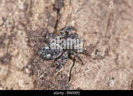 Juvenile Downy Jumper Spider (Sitticus pubescens), Salticidae. Sussex ...