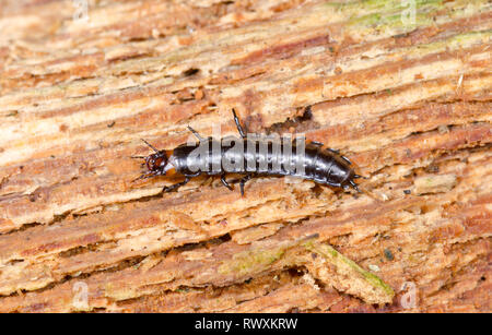 Ground Beetle larva, Carabidae Stock Photo - Alamy