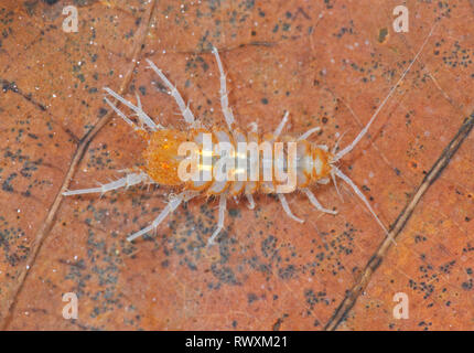 One-spotted Waterlouse or Water-slater ORANGE form (Proasellus ...