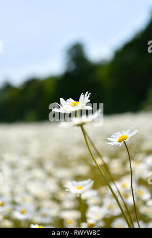 A field of endless Daisies in the Summer Stock Photo - Alamy