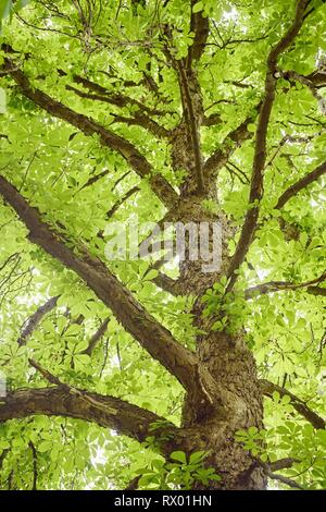 Horse-chestnut (Aesculus hippocastanum), Saxony, Germany, Europe Stock ...