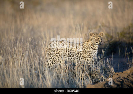 A Leopard in the golden morning light Stock Photo - Alamy