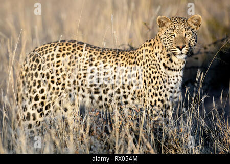 A Leopard in the golden morning light Stock Photo - Alamy