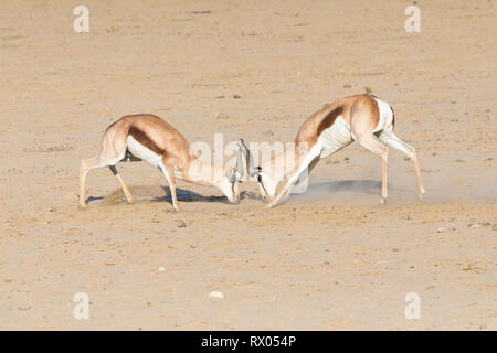 Two springbok rams, (Antidorcas marsupialis), fighting at a waterhole ...