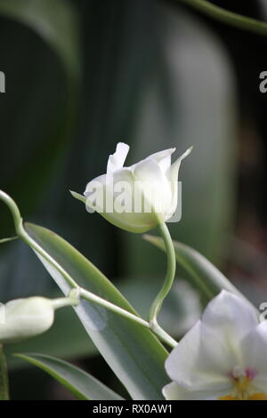 Dendrobium monophyllum, lily-of-the-valley orchid, growing in the ...