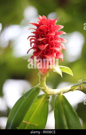 Costus Species, Red Tower Ginger, Costus barbatus, Red Velvet Ginger ...