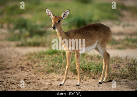 Female Oribi (Ourebia ourebi), Murchison Falls National Park, Uganda ...