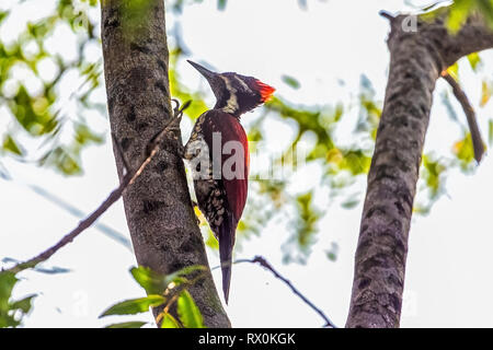 Sri Lanka red-backed woodpecker on the tree Stock Photo - Alamy