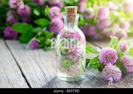 Clover tincture or infusion and clover flowers bunch, isolated Stock ...