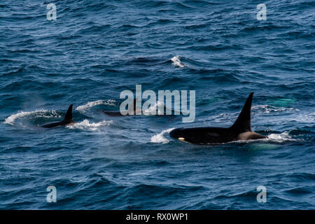 A pod of Type D, a virtually unknown ecotype of killer whales or orca ...