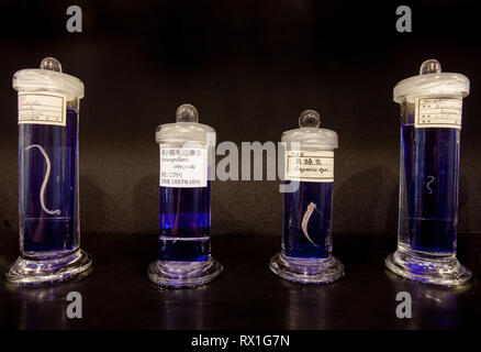 Parasite in jars Stock Photo - Alamy