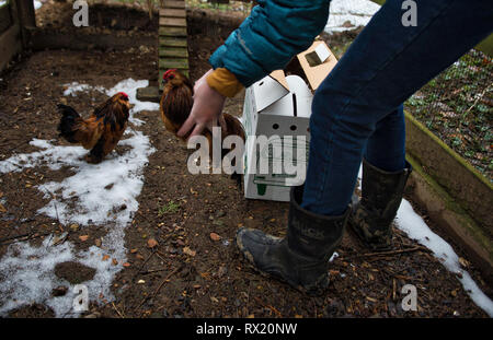 UNITED STATES - 2-23-2019: The Quail Belgian Bearded D'anver Bantaml ...