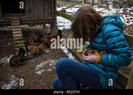 UNITED STATES - 2-23-2019: The Quail Belgian Bearded D'anver Bantaml ...