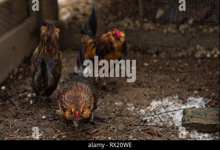 UNITED STATES - 2-23-2019: The Quail Belgian Bearded D'anver Bantaml ...