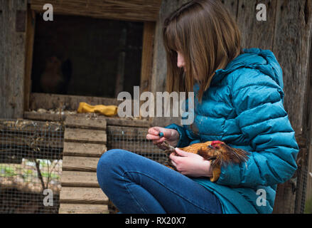 UNITED STATES - 2-23-2019: The Quail Belgian Bearded D'anver Bantaml ...