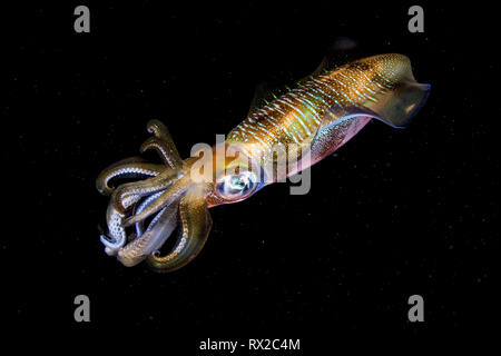 Reef Squid at Night, Sepioteuthis lessoniana, Lembeh Strait, Sulawesi ...