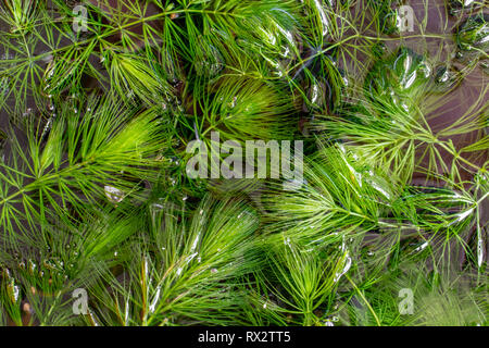 coontail weed in water Stock Photo - Alamy