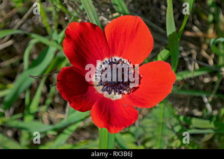 Closeup of the red Anemone coronaria wildflower, Israel, Middle East ...