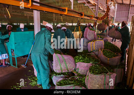 Kenya, Kericho county, Kericho, Momul tea factory of Kenya Tea ...