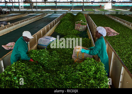 Kenya, Kericho county, Kericho, Momul tea factory of Kenya Tea ...