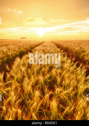 Beautiful rural landscape wheat field cloudy sky Stock Photo - Alamy