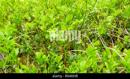 (Vaccinium myrtillus) is a species of shrub with edible fruit of blue ...