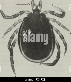 Ectoparasites of the cottontail rabbit Stock Photo - Alamy