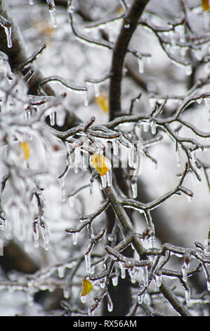 Branches covered with ice after freezing rain. Sparkling ice covered everything after ice storm ...
