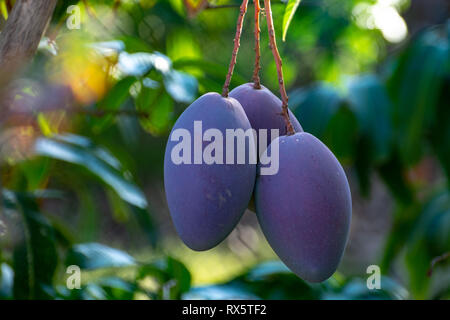 Purple Mango Tree Stock Photo - Alamy
