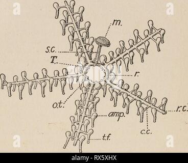 . Echinoderms of Connecticut . C.C. FIG. 2. Diagram of water-vascular ...