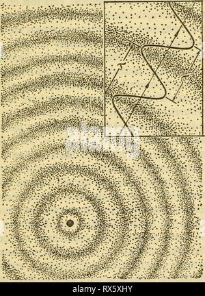 Echoes of bats and men Echoes of bats and men echoesofbatsmen00grif ...