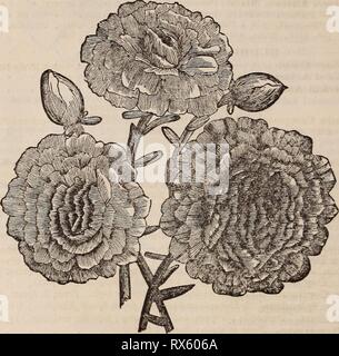 Image from page 299 of 'Rock Villages of the Riviera . With sixty ...