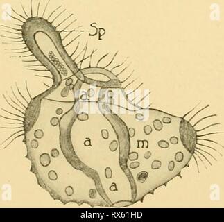 Pluteus stage of sea urchin larva, light micrograph Stock Photo - Alamy