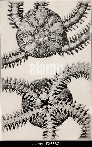 . Echinoderms of Connecticut . PLATE XIII. Skeleton of Ophiuran ...