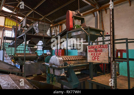 Kenya, Kericho county, Kericho, Momul tea factory of Kenya Tea ...
