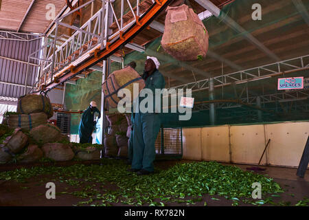 Kenya, Kericho county, Kericho, Momul tea factory of Kenya Tea ...