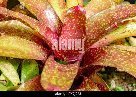 Bromeliad leaves native to the Brazilian rainforest Stock Photo - Alamy