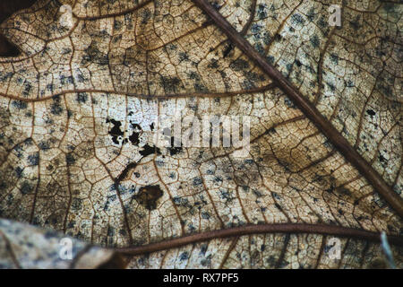 autumn brown leaf texture ( teak leaf Stock Photo - Alamy