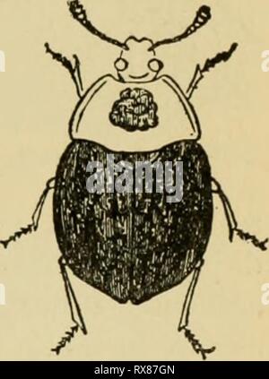 Larva of large carrion beetles, carrion beetles or burying beetles ...