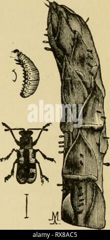 Three-lined Potato Beetle (Lema daturaphila Stock Photo - Alamy