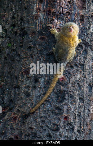 Pygmy monkey, the smallest monkey in the world, in the Amazon ...