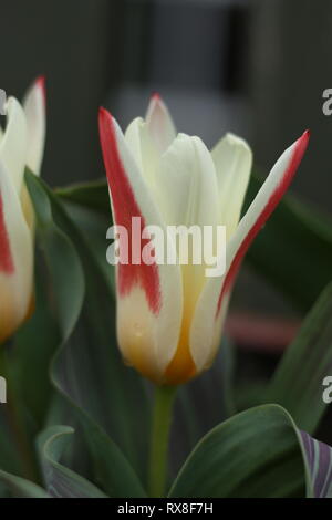 Early spring tulip the first Stock Photo - Alamy