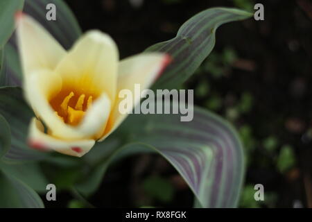 Early spring tulip the first Stock Photo - Alamy