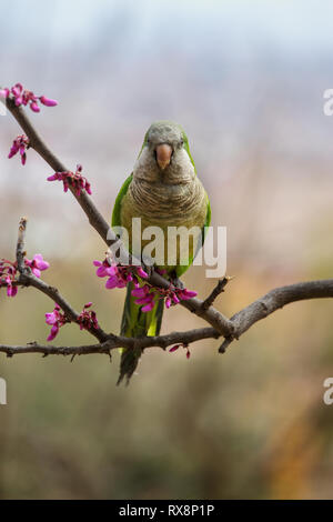 Monk Parakeets in Barcelona Stock Photo - Alamy