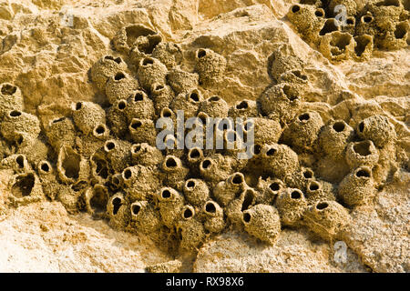 Swallos nests on a steep cliff along the Columbia River near Hanford ...